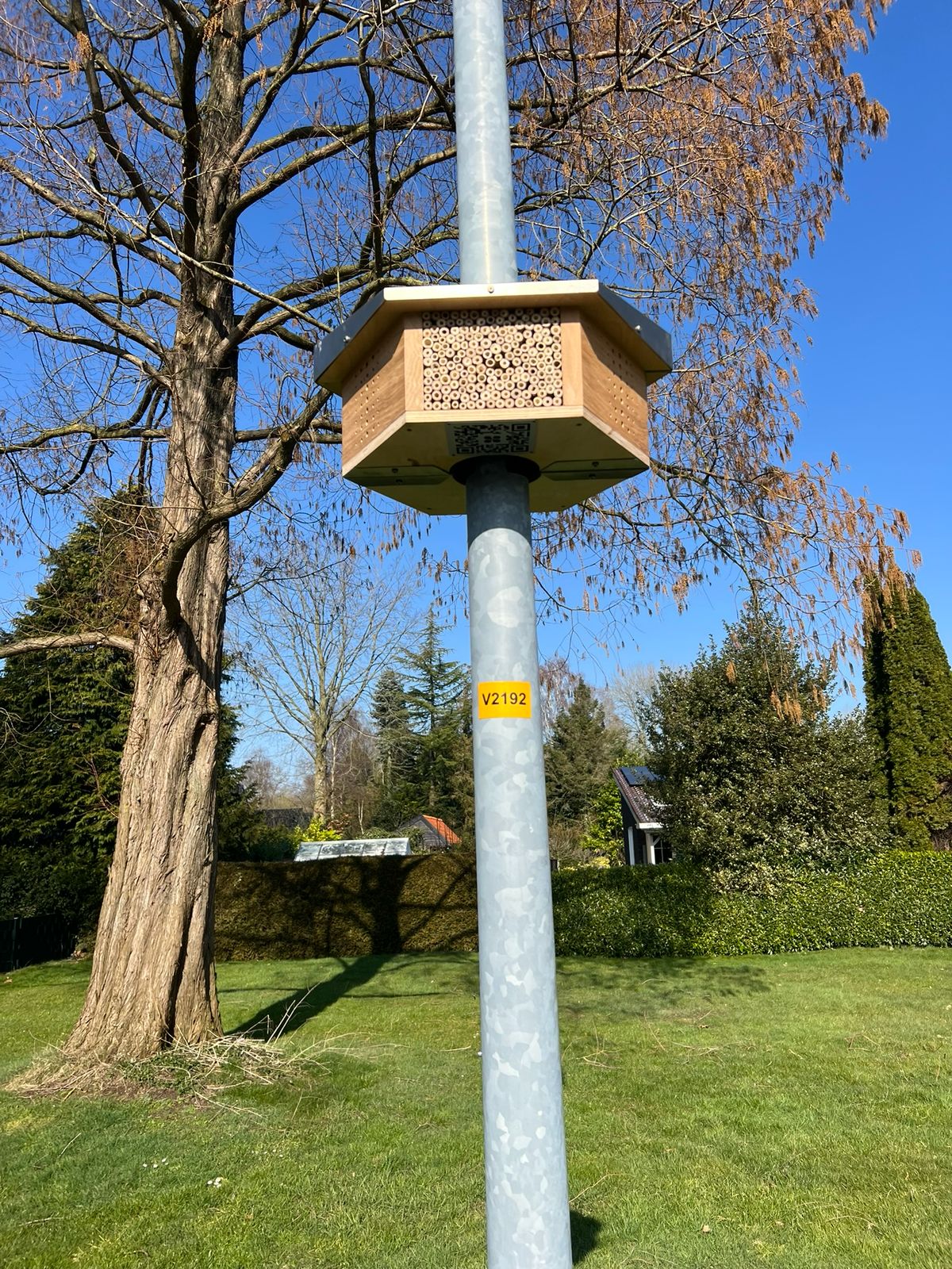 BIJzonder buzzend Borgerspark: wilde bijen in Veendam - BeeGrateful